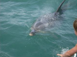 MOKO THE DOLPHIN | Whakatane Information