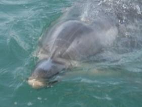 MOKO THE DOLPHIN | Whakatane Information